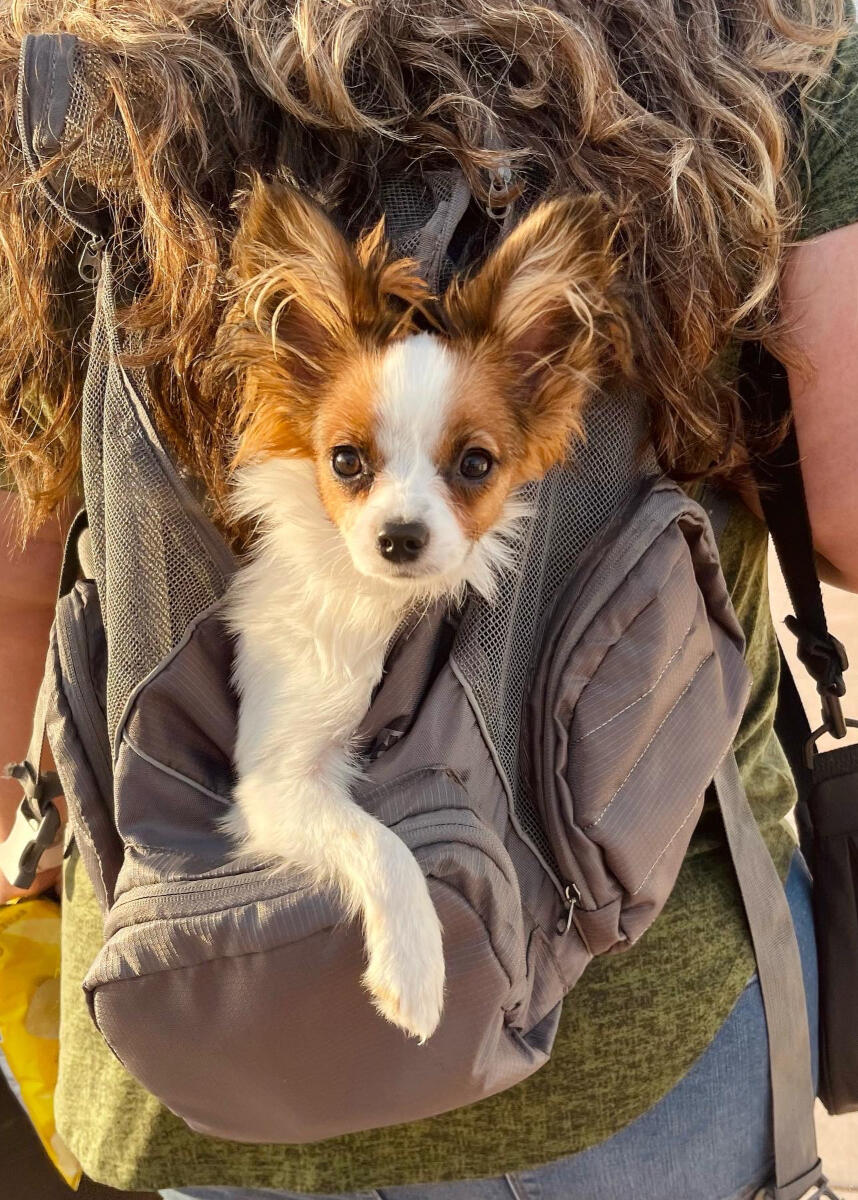 Papillons in Arizona
